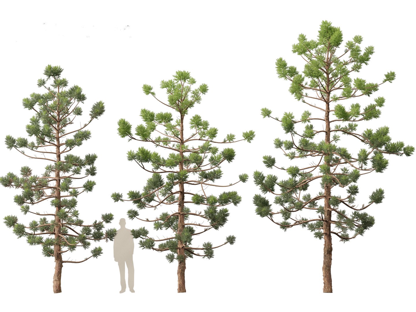 3D Model Araucaria Cunninghamii - The Hoop Pine 01 - TurboSquid 2131194