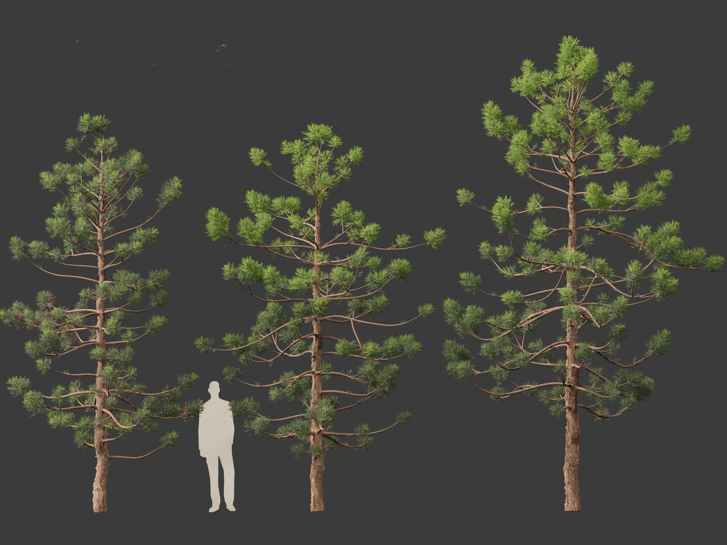 3D Model Araucaria Cunninghamii - The Hoop Pine 01 - TurboSquid 2131194