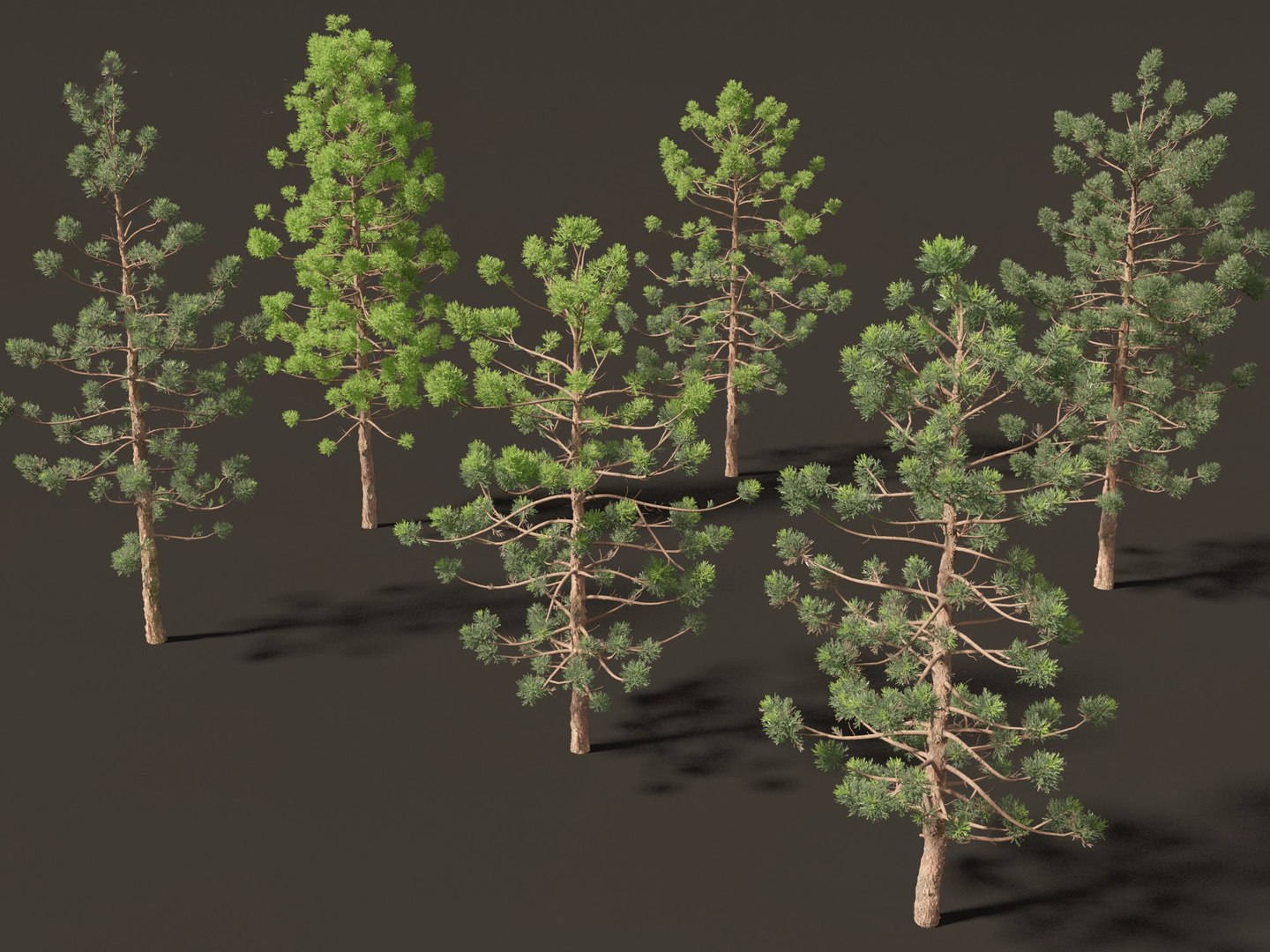 3D Model Araucaria Cunninghamii - The Hoop Pine 01 - TurboSquid 2131194