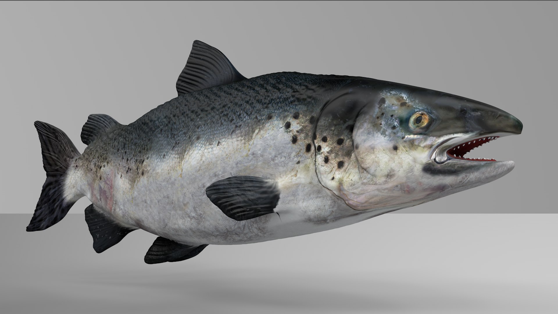 3D salmon rigged l739 animate - TurboSquid 1566478
