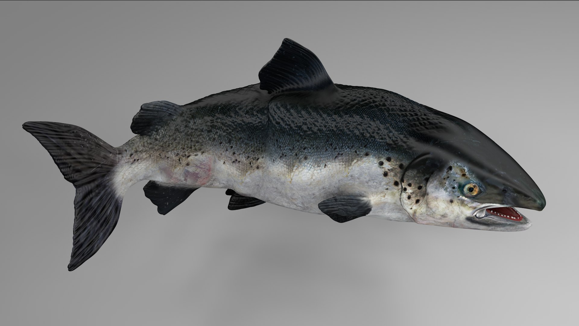 3D salmon rigged l739 animate - TurboSquid 1566478