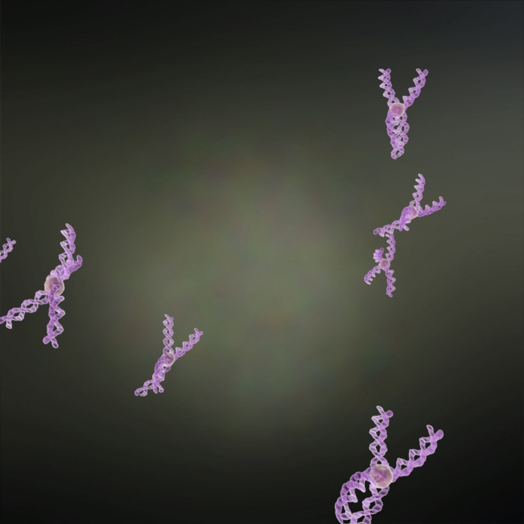 3D Chromosomes Human Genes Cells - TurboSquid 1645464