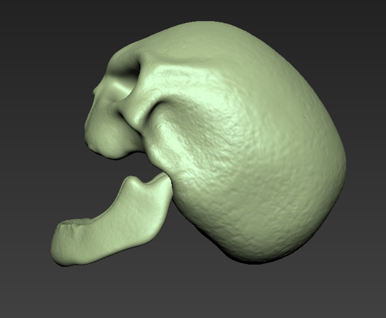 3d Skull Mudbox