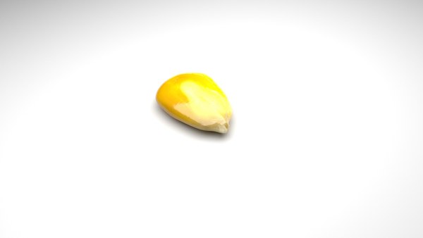 3D Corn Kernel model - TurboSquid 1851055