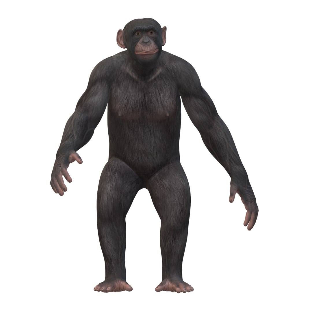 Mighty Ape 3D - TurboSquid 2402339