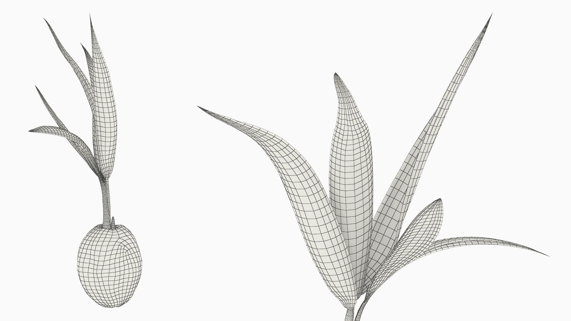 Sprouting Coconut Seed With Palm Shoot Plant Fur 3D Model - TurboSquid ...