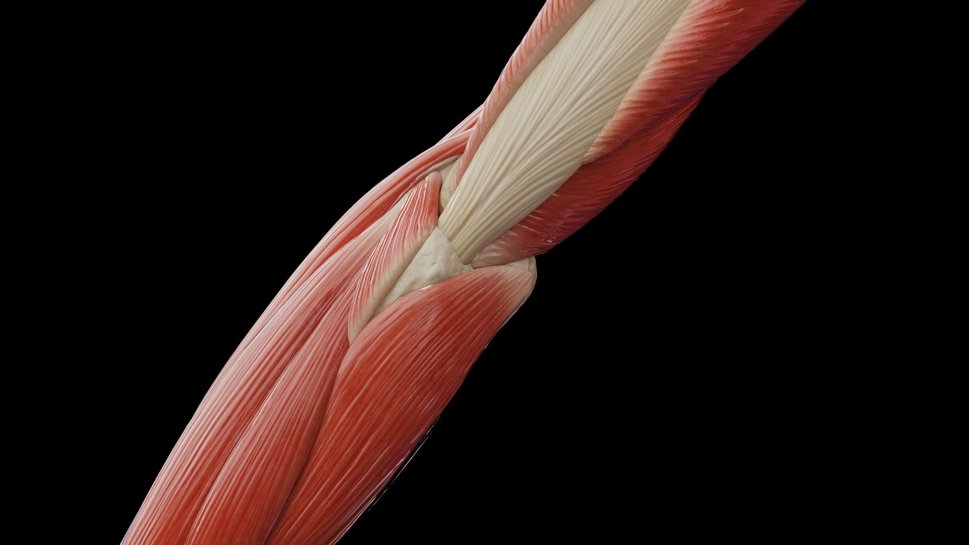 Female Ligaments Skeletal and Muscular Systems 3D model - TurboSquid ...