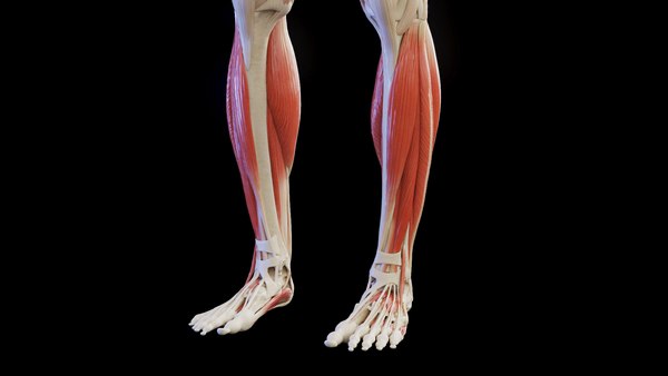 Female Ligaments Skeletal and Muscular Systems3D模型 - TurboSquid 2010480