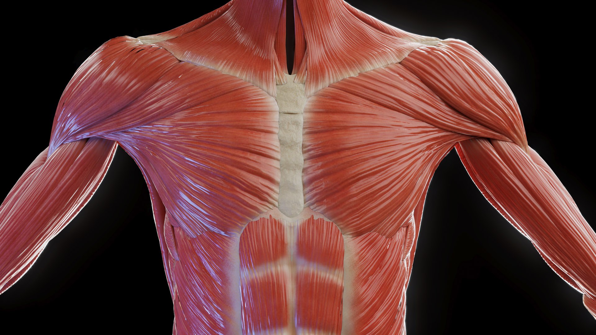 Female Ligaments Skeletal and Muscular Systems 3D model - TurboSquid ...