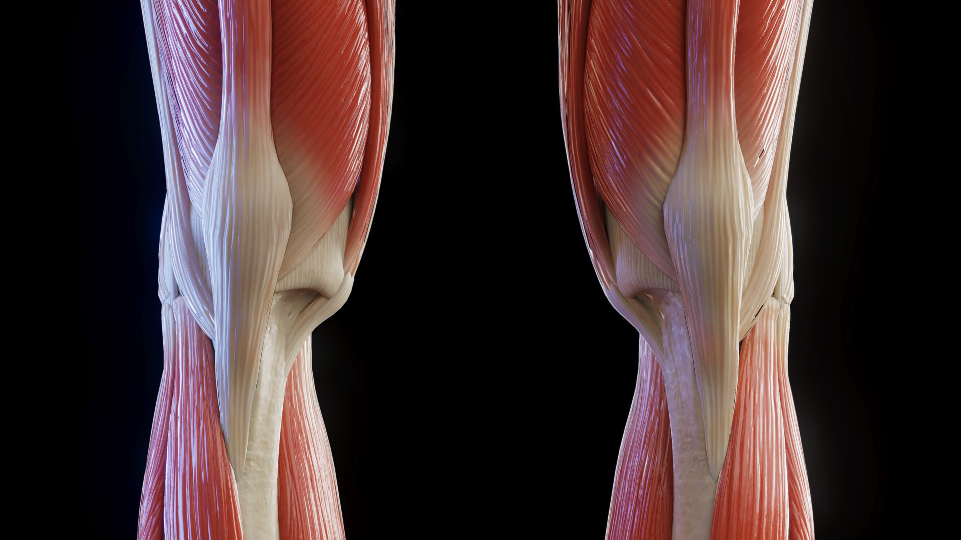 Female Ligaments Skeletal and Muscular Systems 3D model - TurboSquid ...