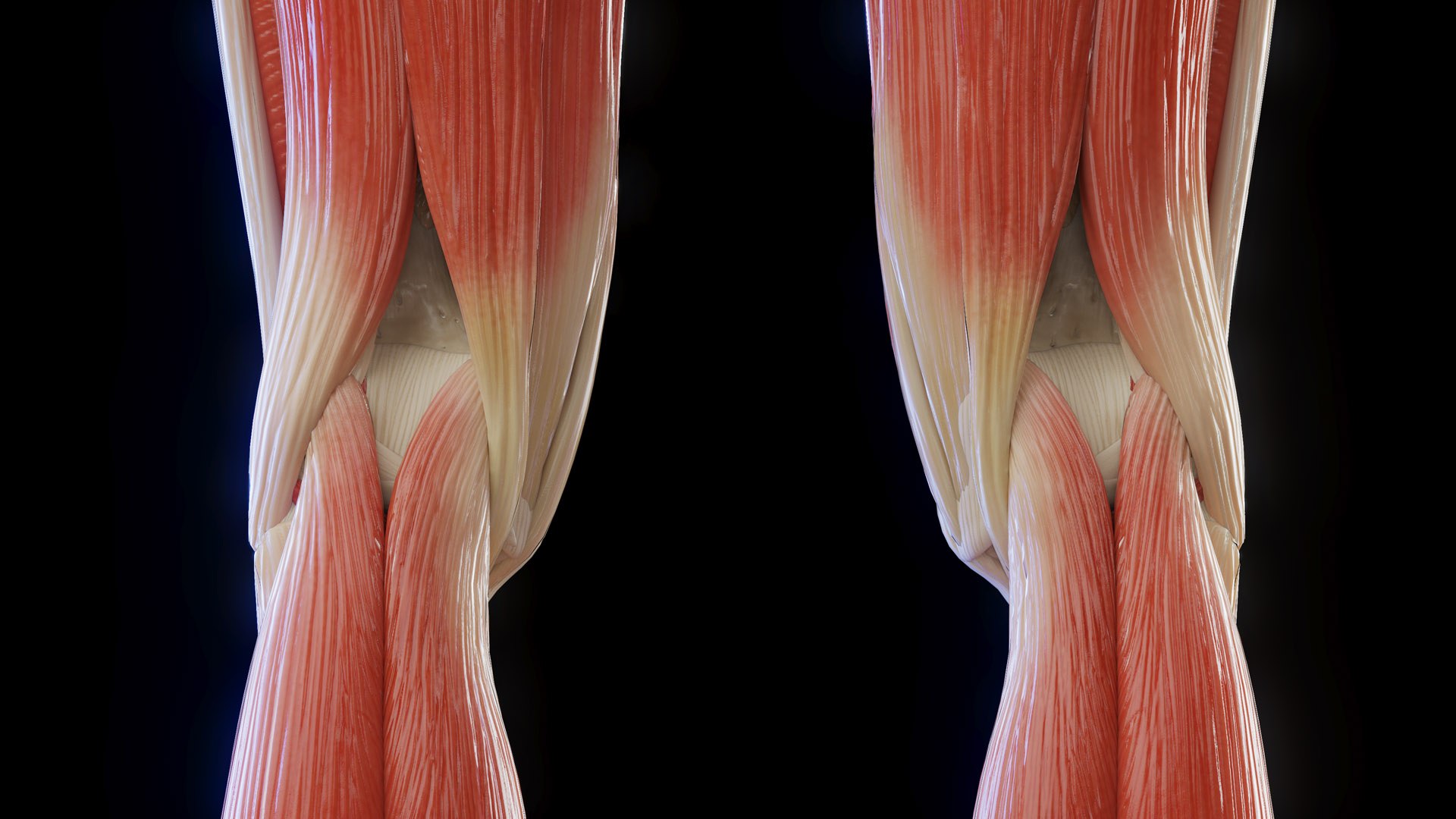 Female Ligaments Skeletal and Muscular Systems 3D model - TurboSquid ...