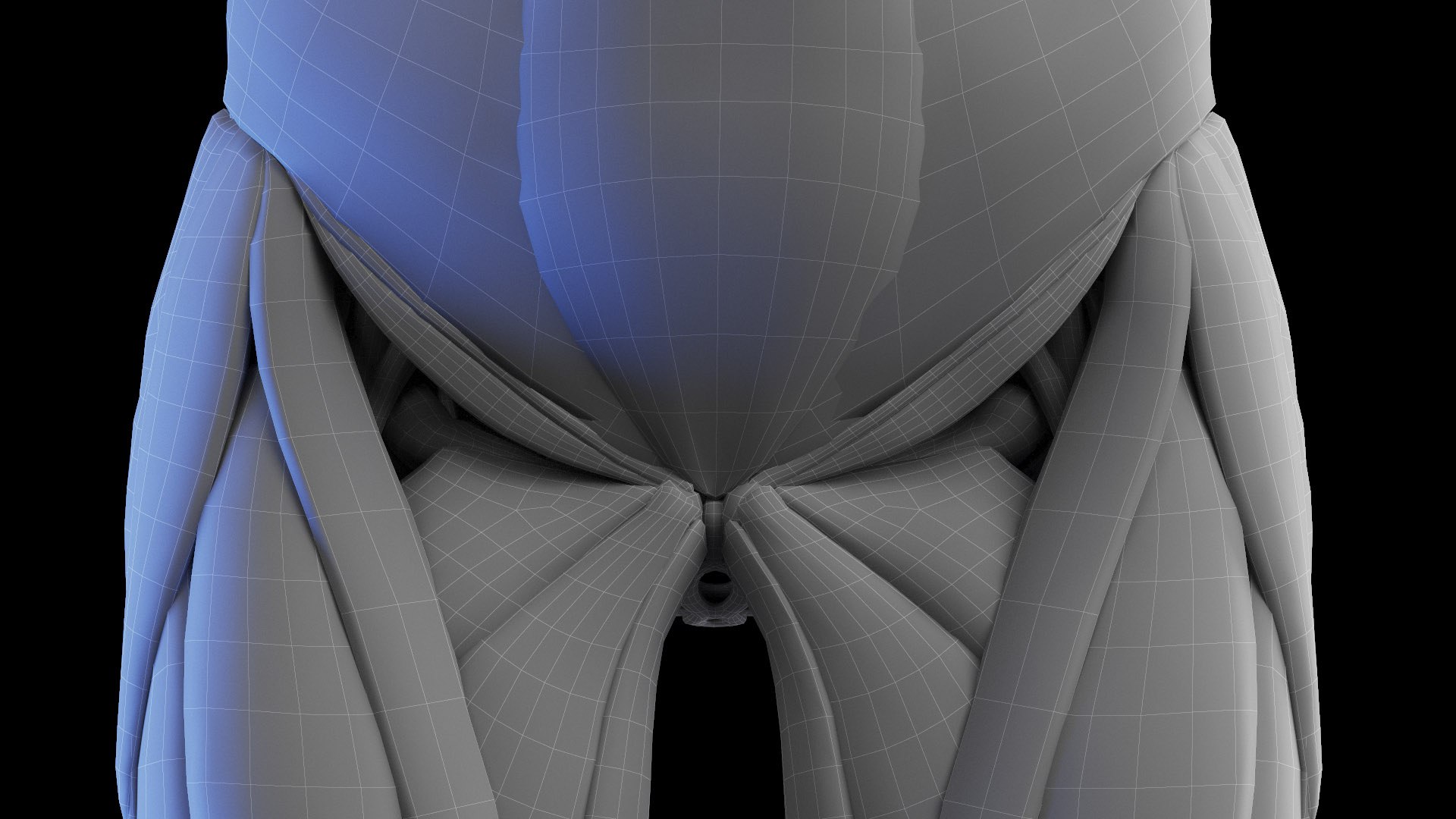 Female Ligaments Skeletal and Muscular Systems 3D model - TurboSquid ...