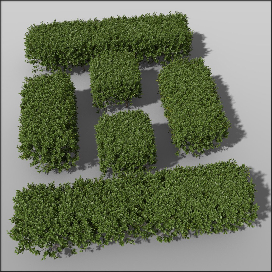Box Hedges Height 50cm C4d