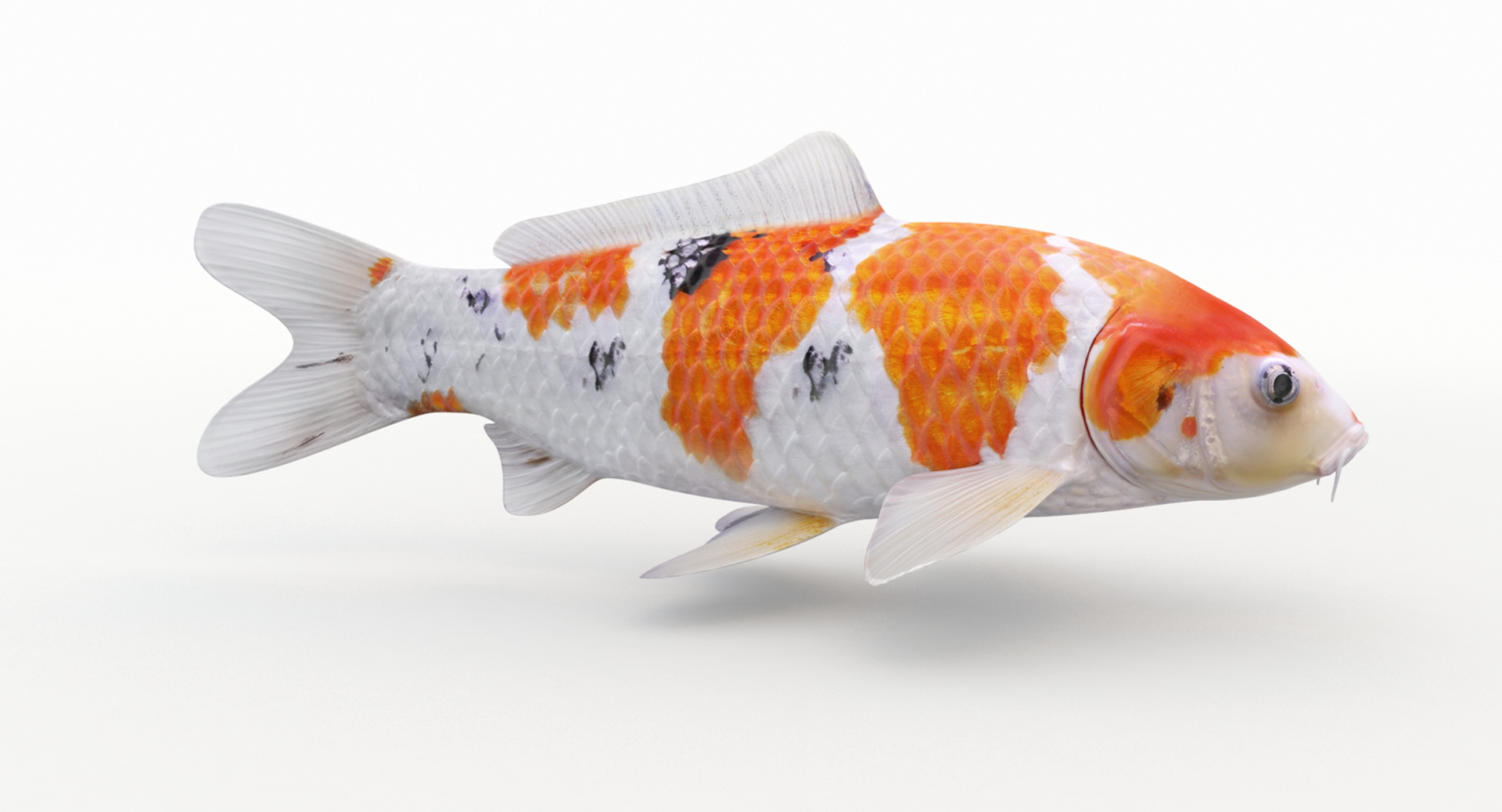 3D Model Koi Fish Animation - TurboSquid 1409075