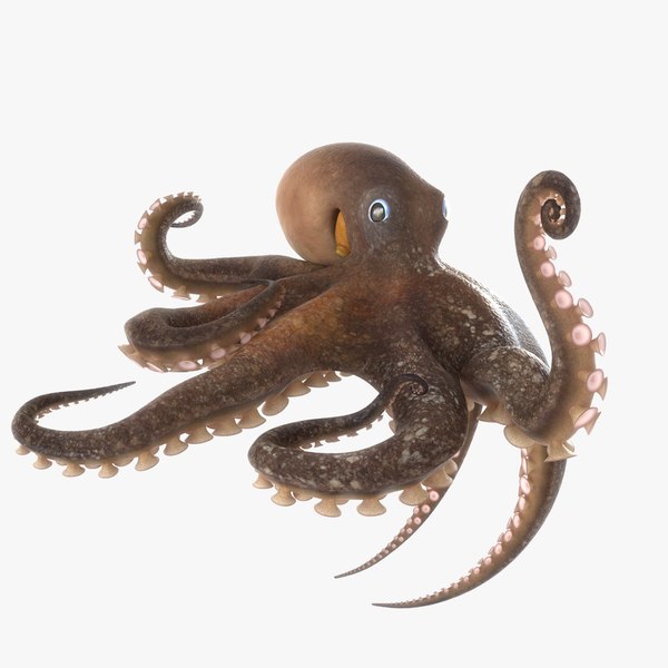 Octopus 3D Models for Download | TurboSquid