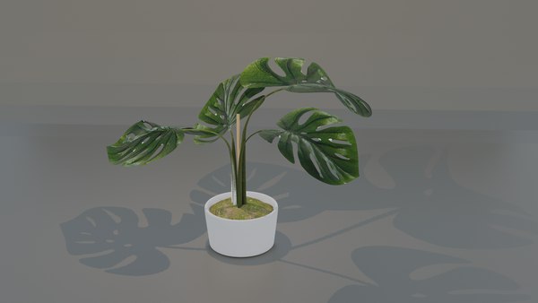 3D monstera plant janda bolong model - TurboSquid 1692998