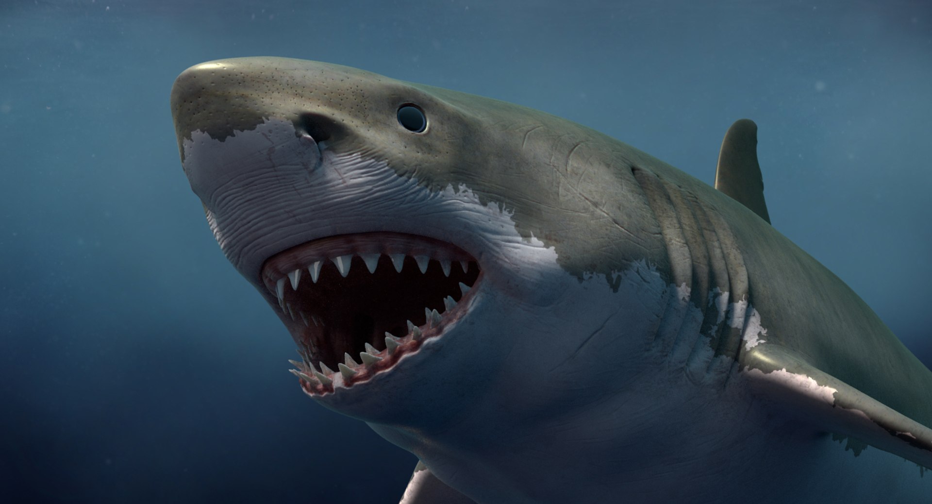 3d model great white shark