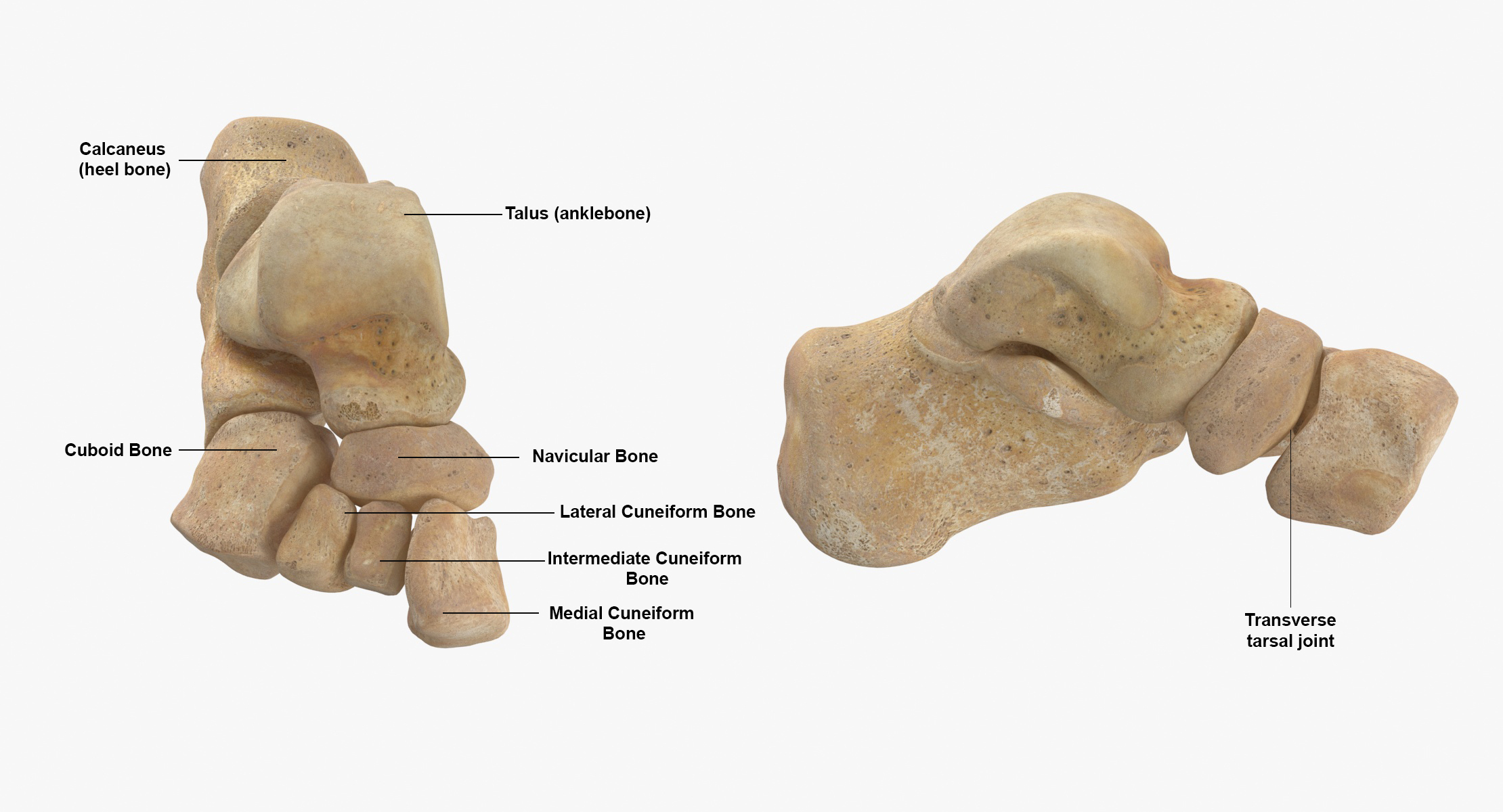 Human Foot Tarsals and Metatarsal Bones Collection Weiß und Gelb - 24 ...