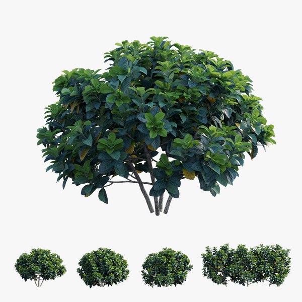 Bush SketchUp Models for Download | TurboSquid