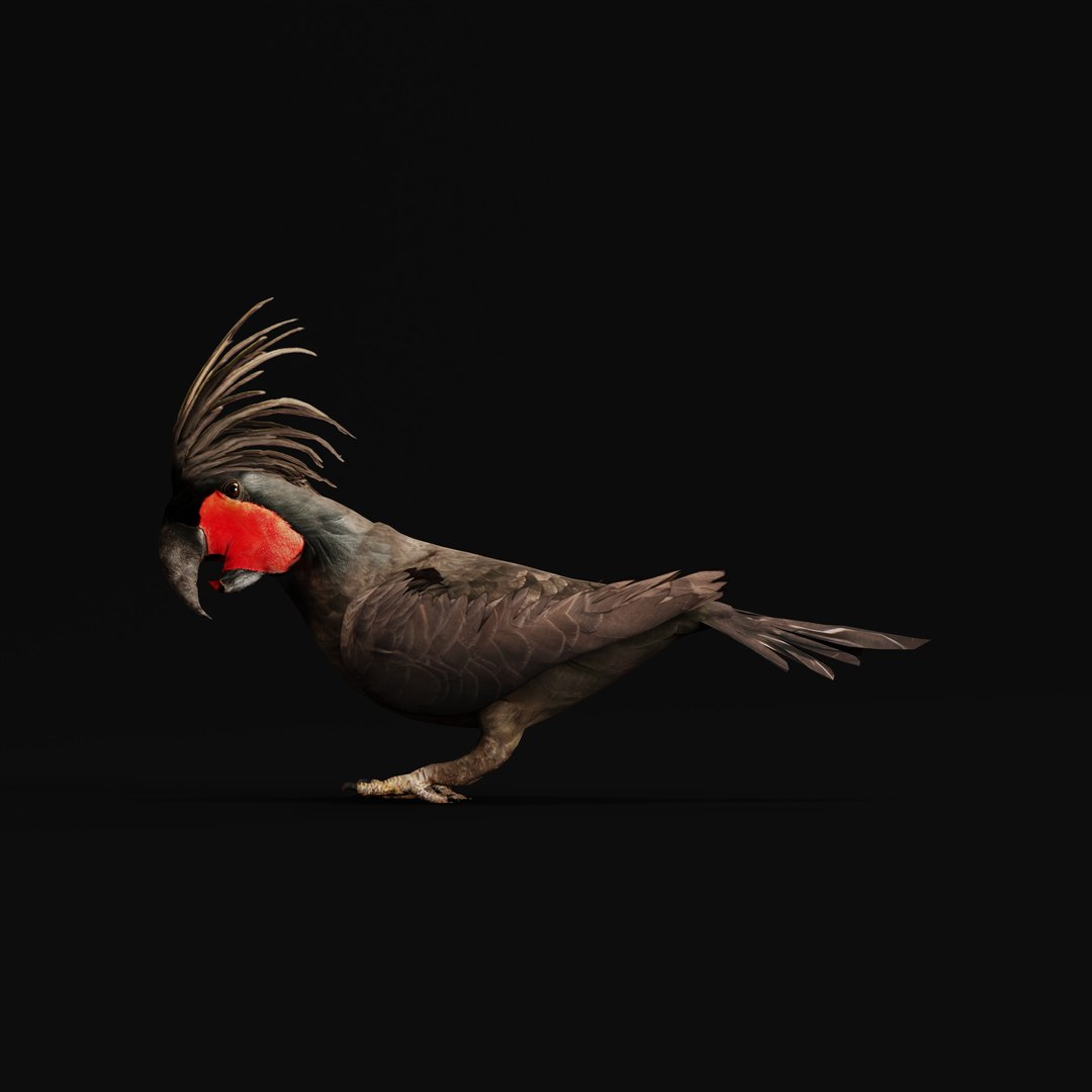 Black Palm Cockatoo Bird 3D Model - TurboSquid 2338054