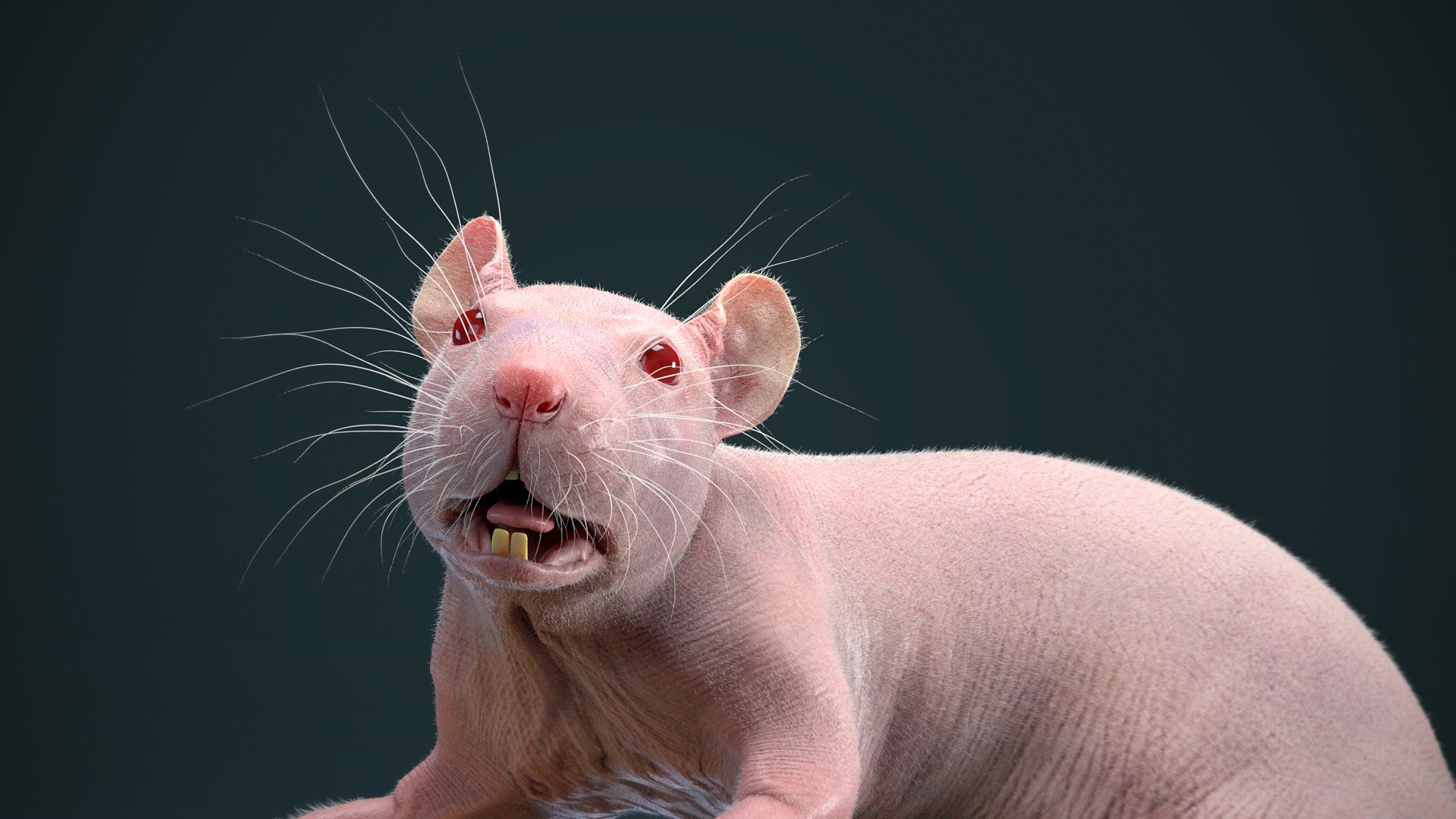 Rat Fur Animations 2 Model - TurboSquid 1632036