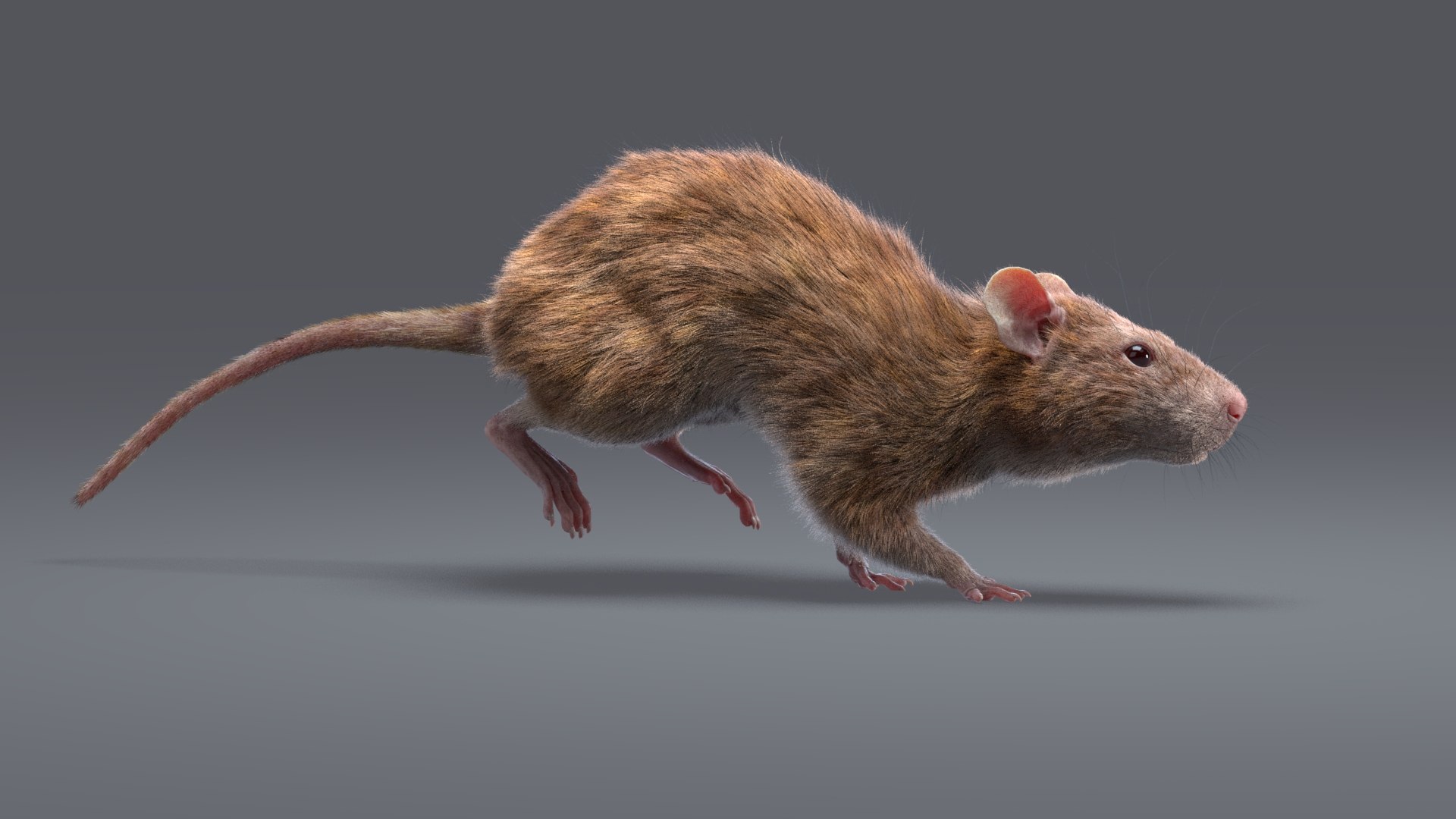 Rat Fur Animations 2 Model - TurboSquid 1632036