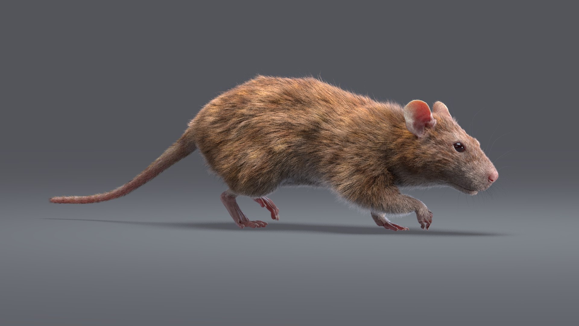 Rat Fur Animations 2 Model - TurboSquid 1632036