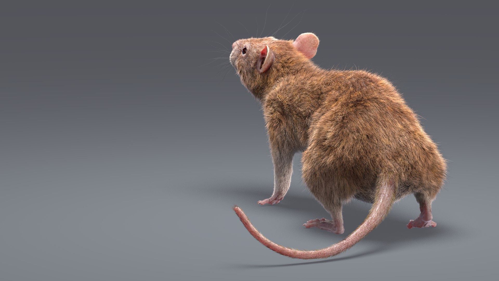 Rat Fur Animations 2 Model - TurboSquid 1632036