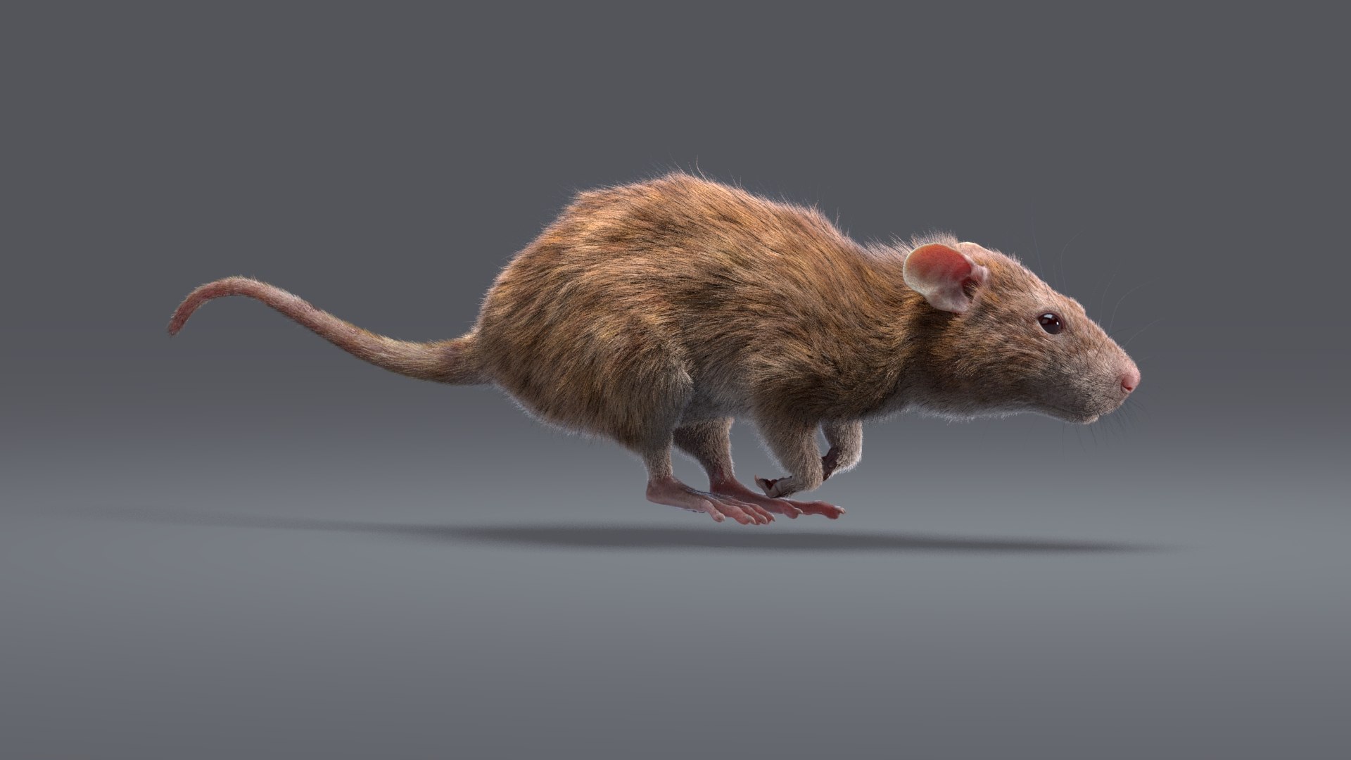 Rat fur animations 2 model - TurboSquid 1632036