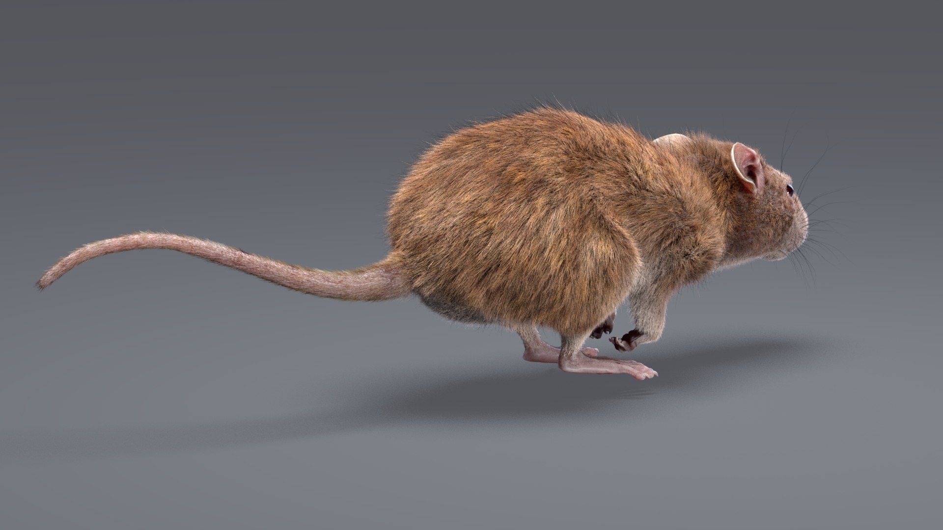 Rat Fur Animations 2 Model - TurboSquid 1632036