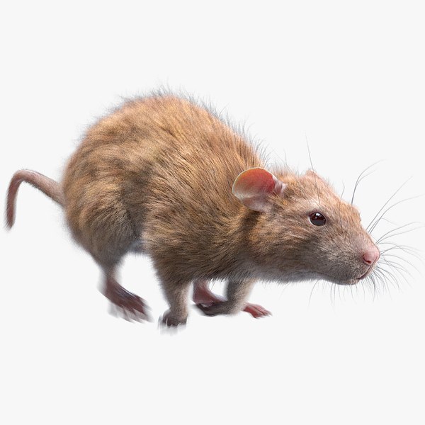 Animated 3D Rat Models | TurboSquid