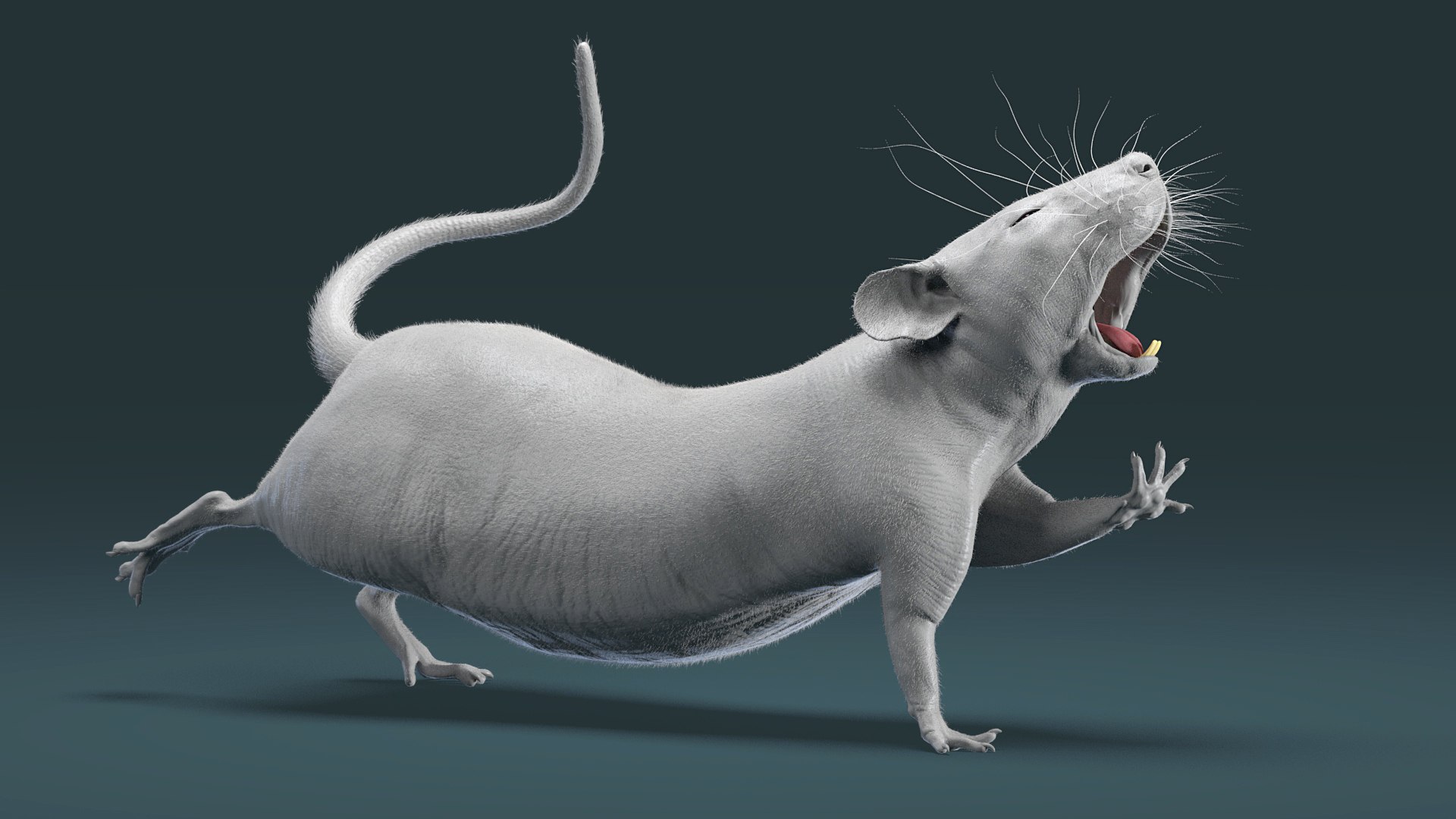 Rat Fur Animations 2 Model - TurboSquid 1632036