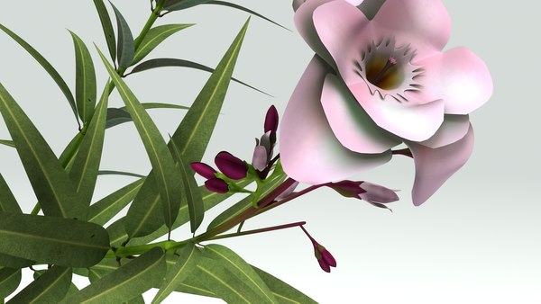3D Oleander Models | TurboSquid