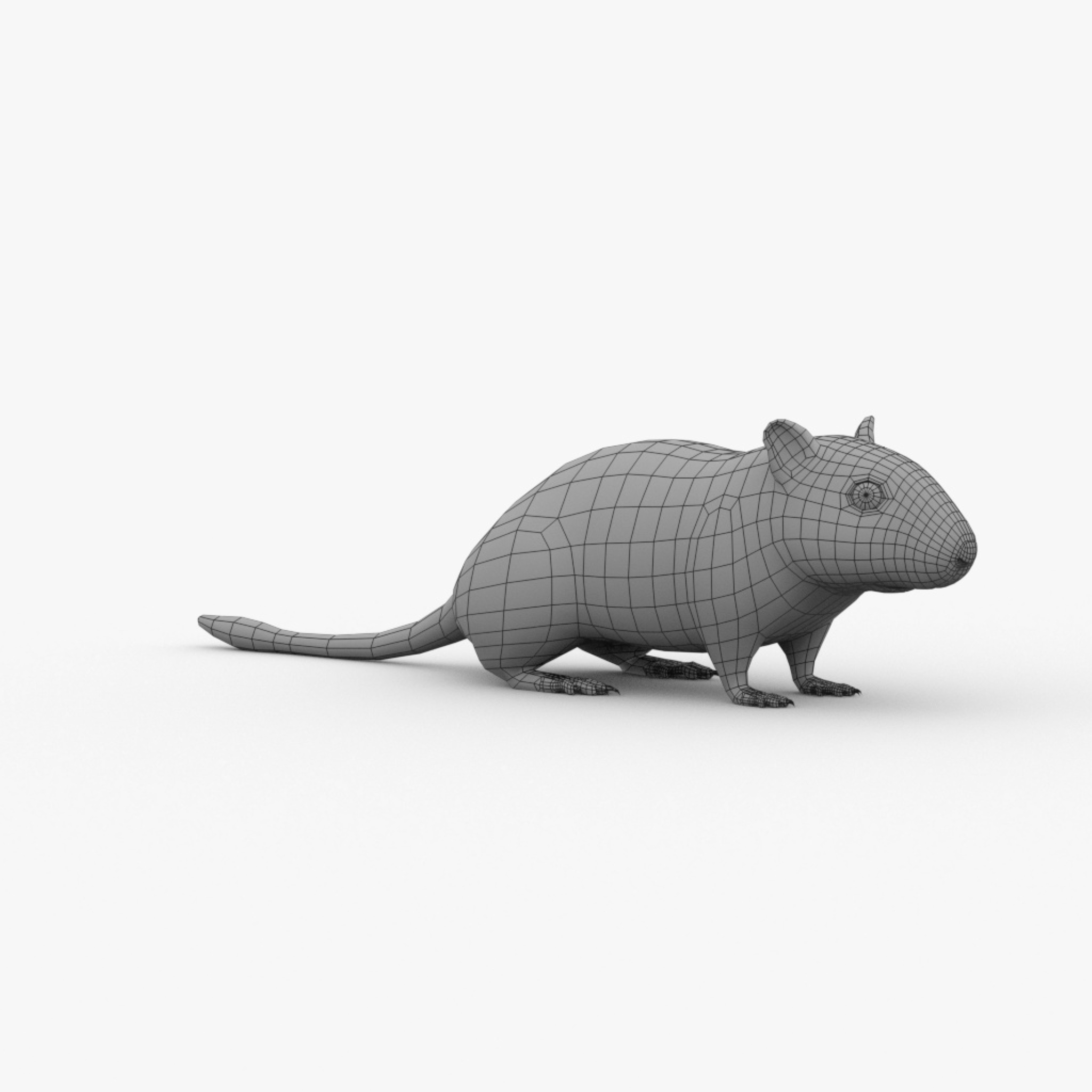 modelo 3d gerbil basemesh - TurboSquid 2006925