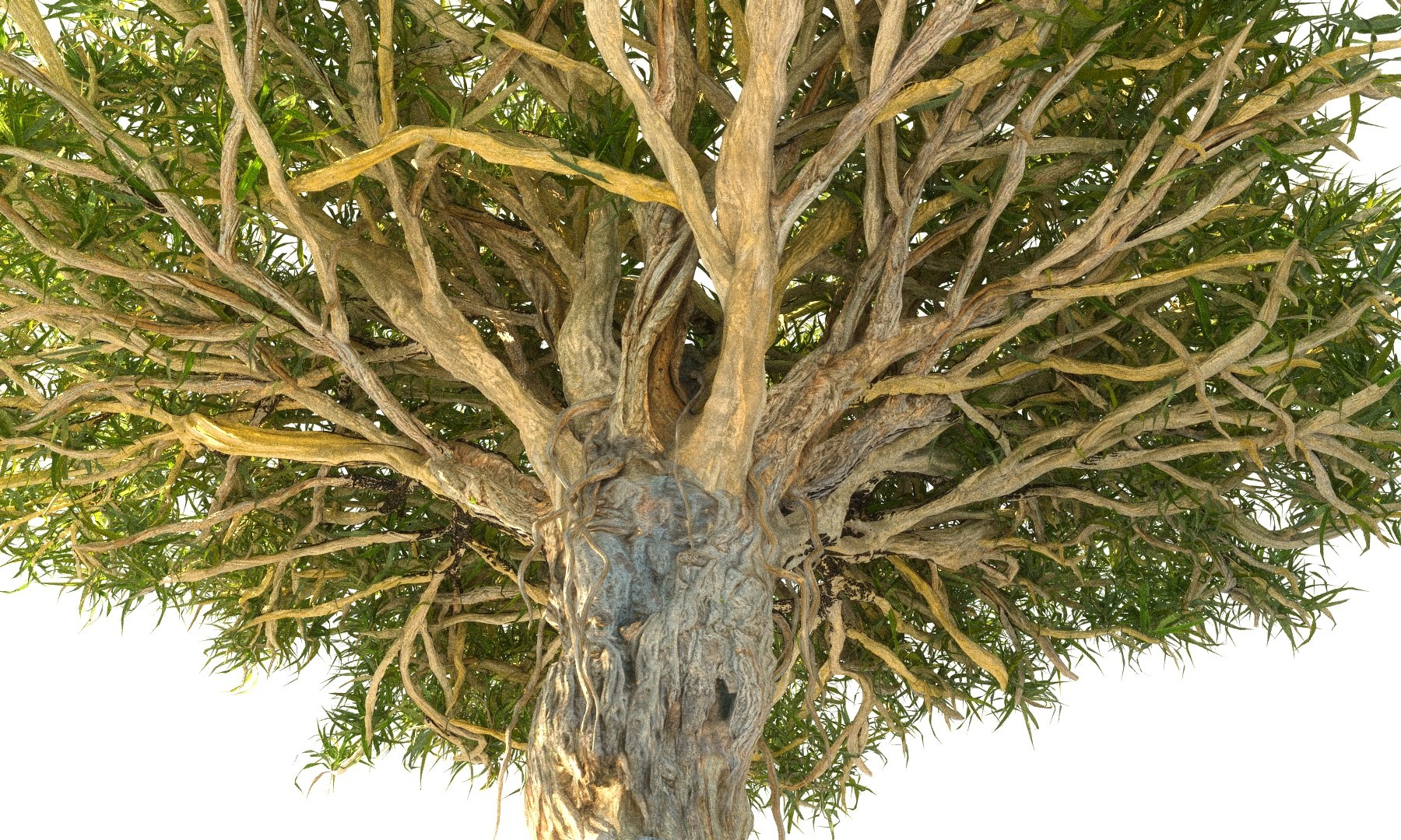 Dragon Tree 3D - TurboSquid 1392233