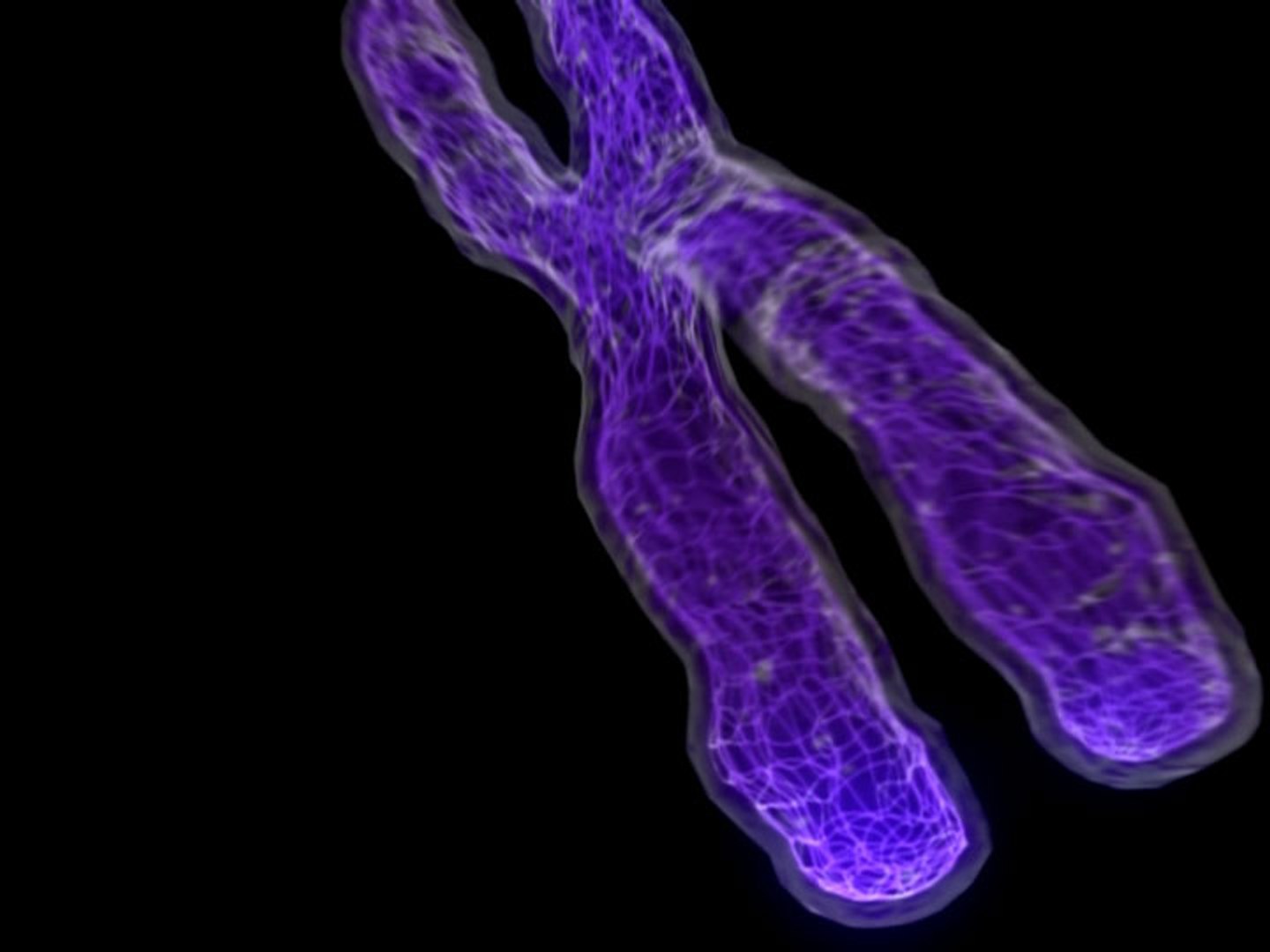 3d Chromosome Model