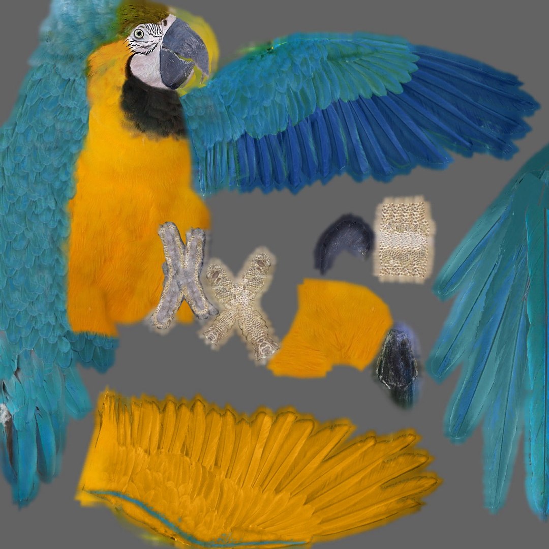 Parrot 3D Model - TurboSquid 2403840