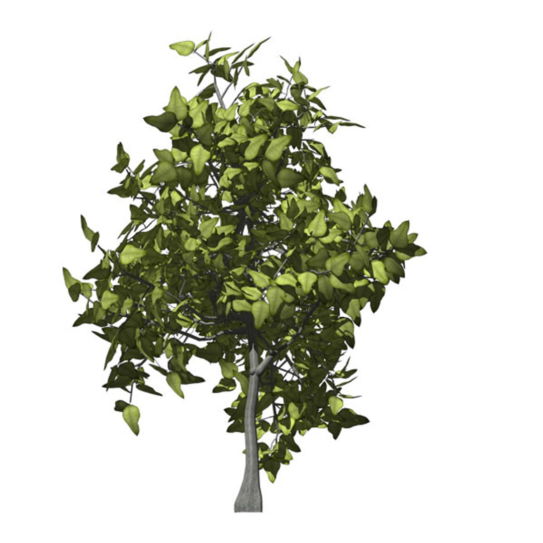 Grow 3d Model