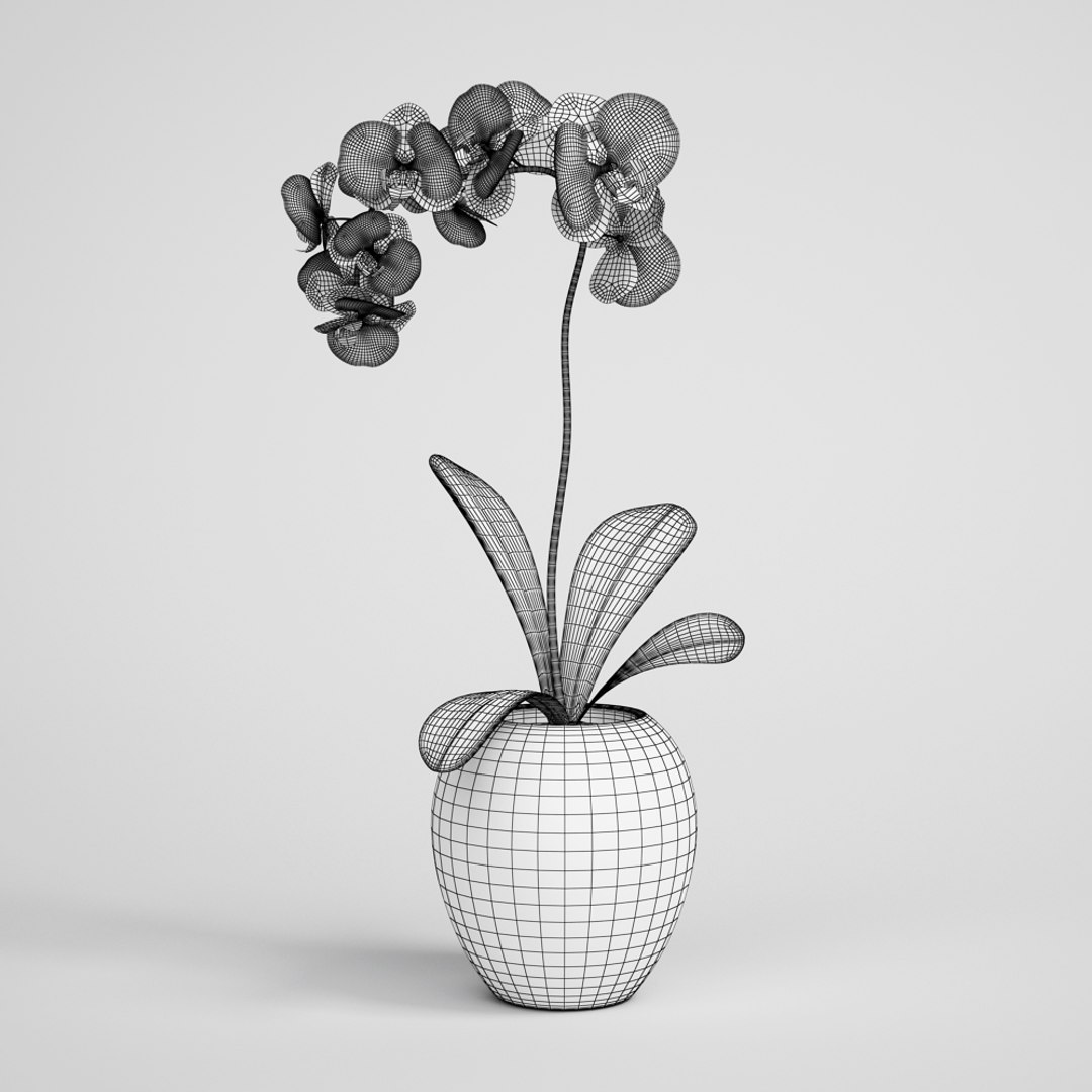 C4d Plant