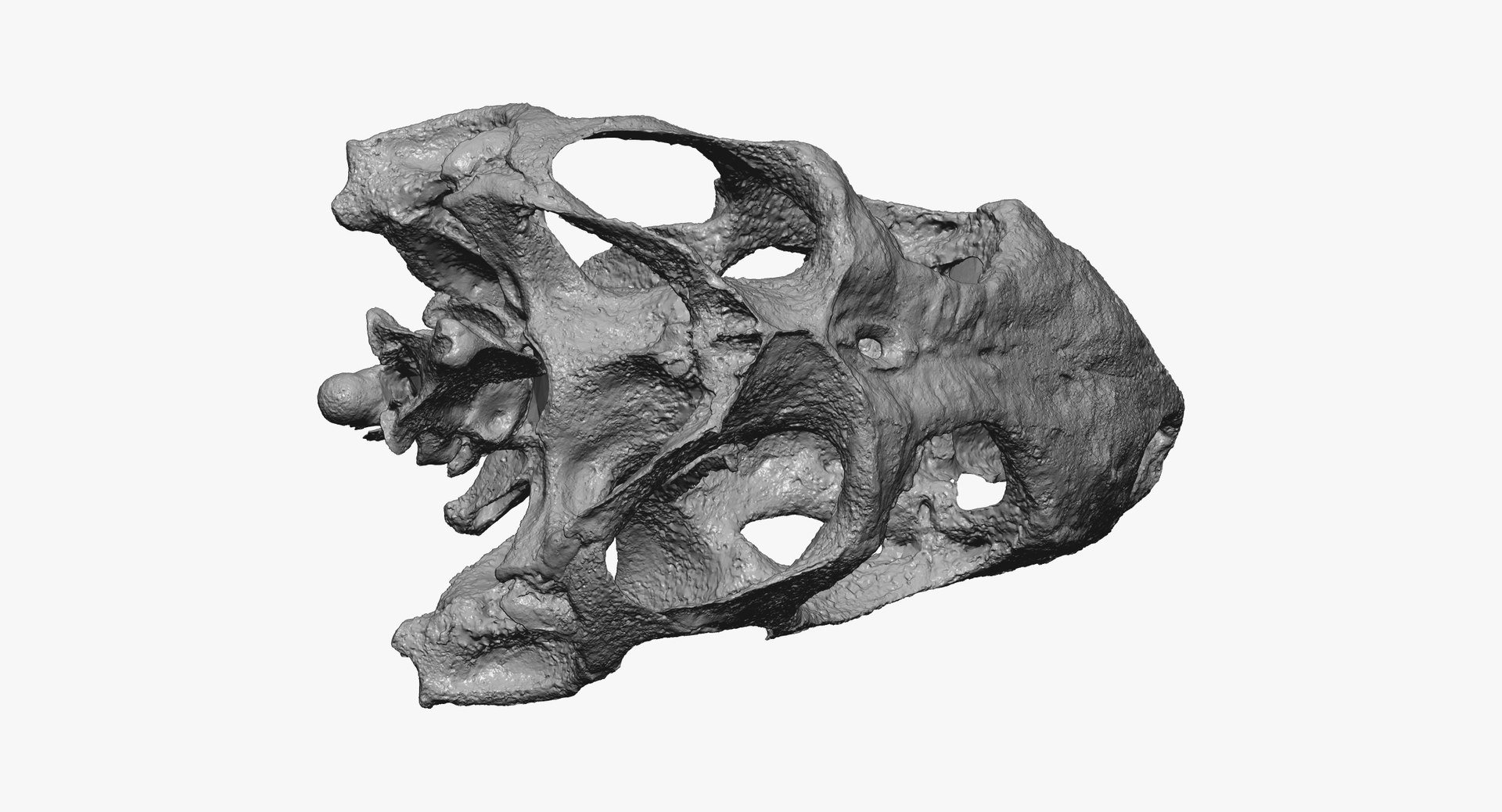 Green Iguana Skull 01 3D Model - TurboSquid 1584035