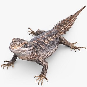 Animal 3D Models for Download | TurboSquid