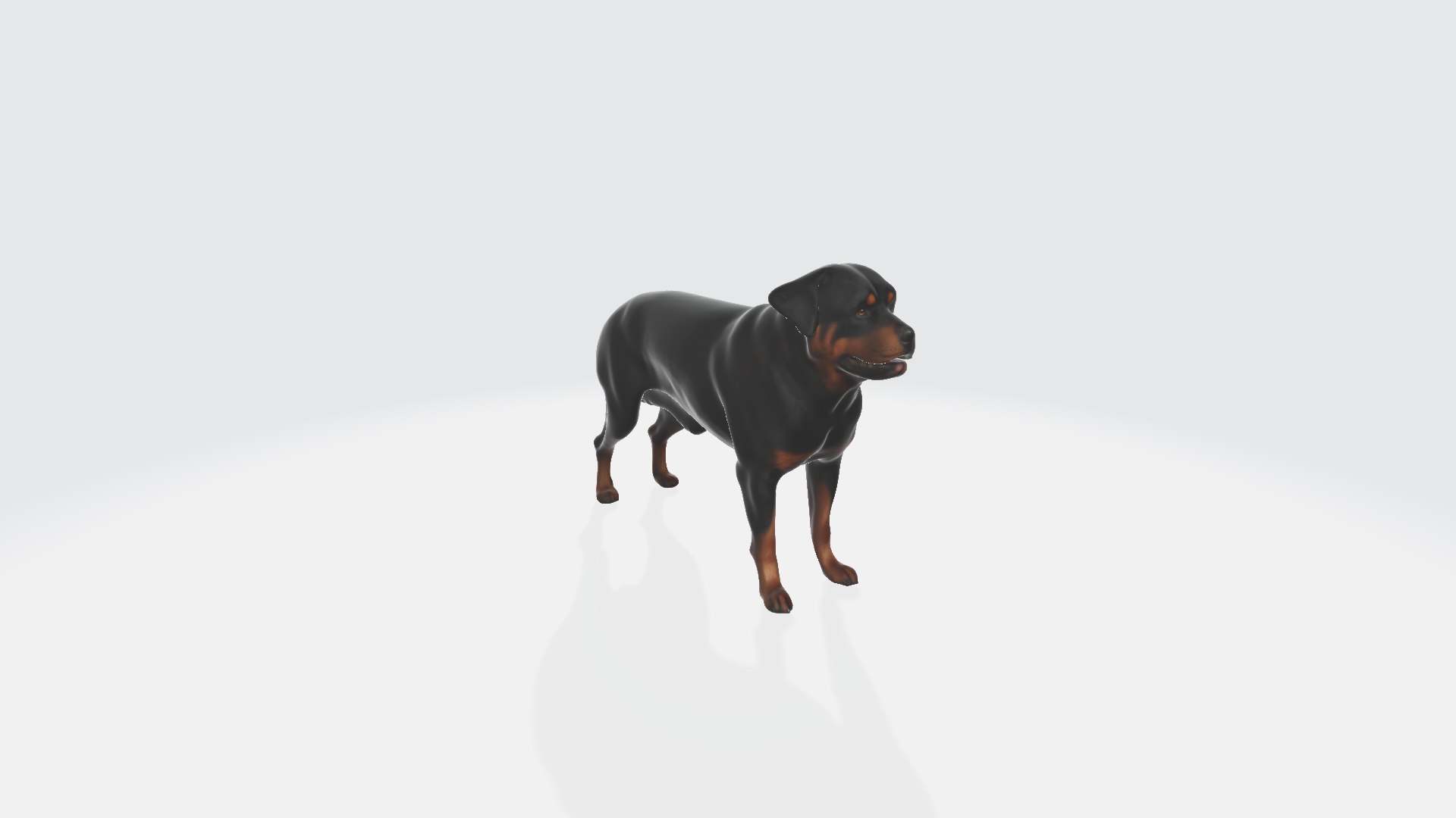 Strong Rottweiler Dog Animal Portrait Adorable Domestic Pet Animal ...