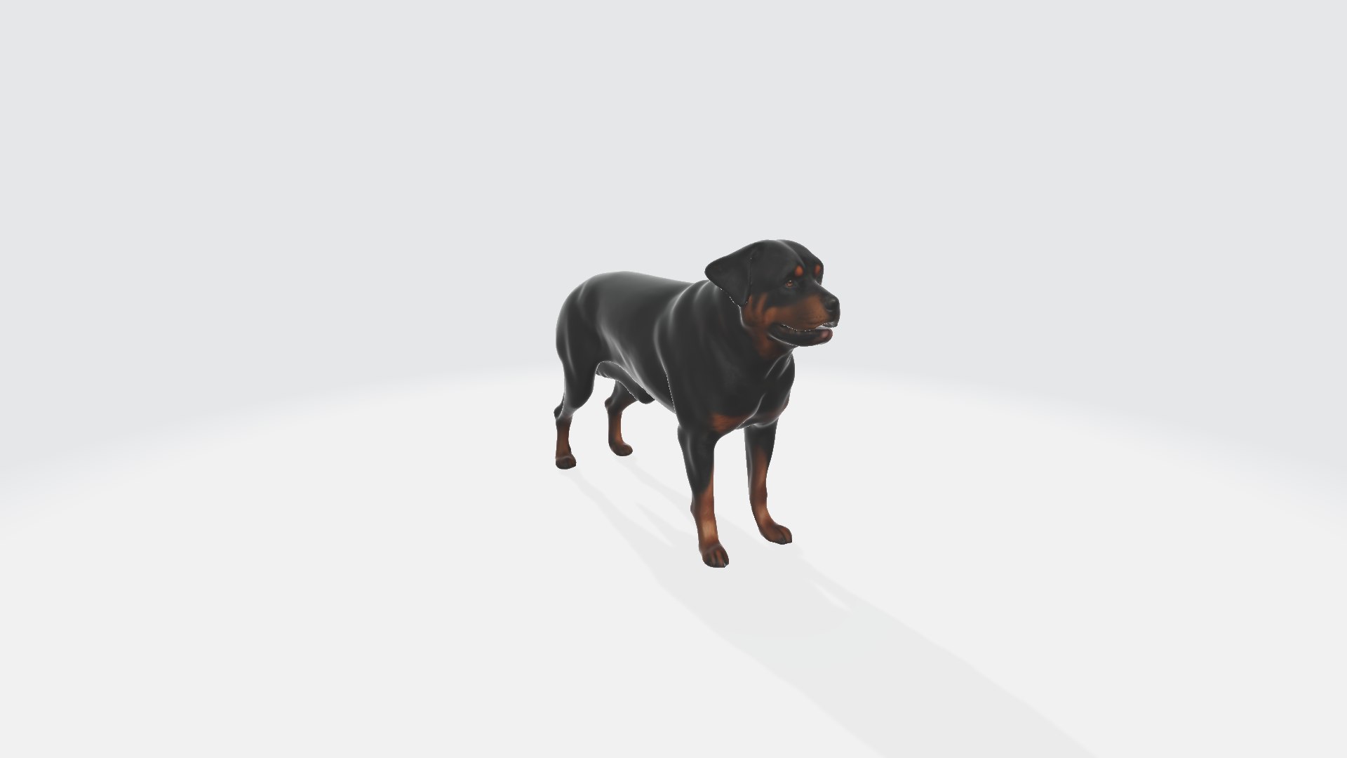 Strong Rottweiler Dog Animal Portrait Adorable Domestic Pet Animal ...