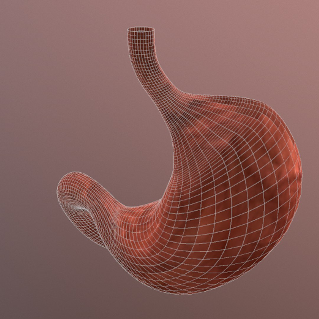 3D Human Stomach Model - TurboSquid 1342791