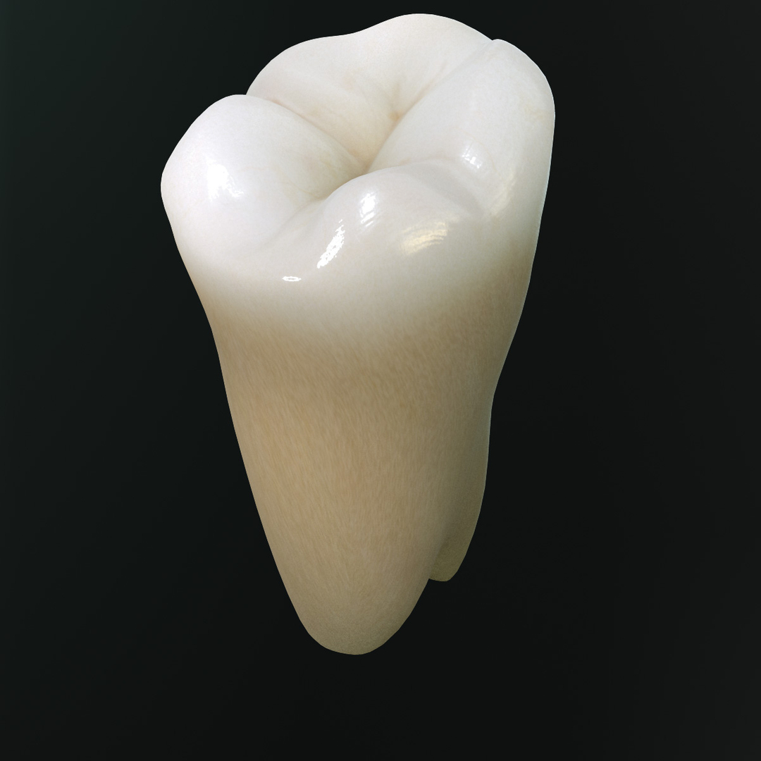 Tooth Lower Molar Wisdom 3d Model