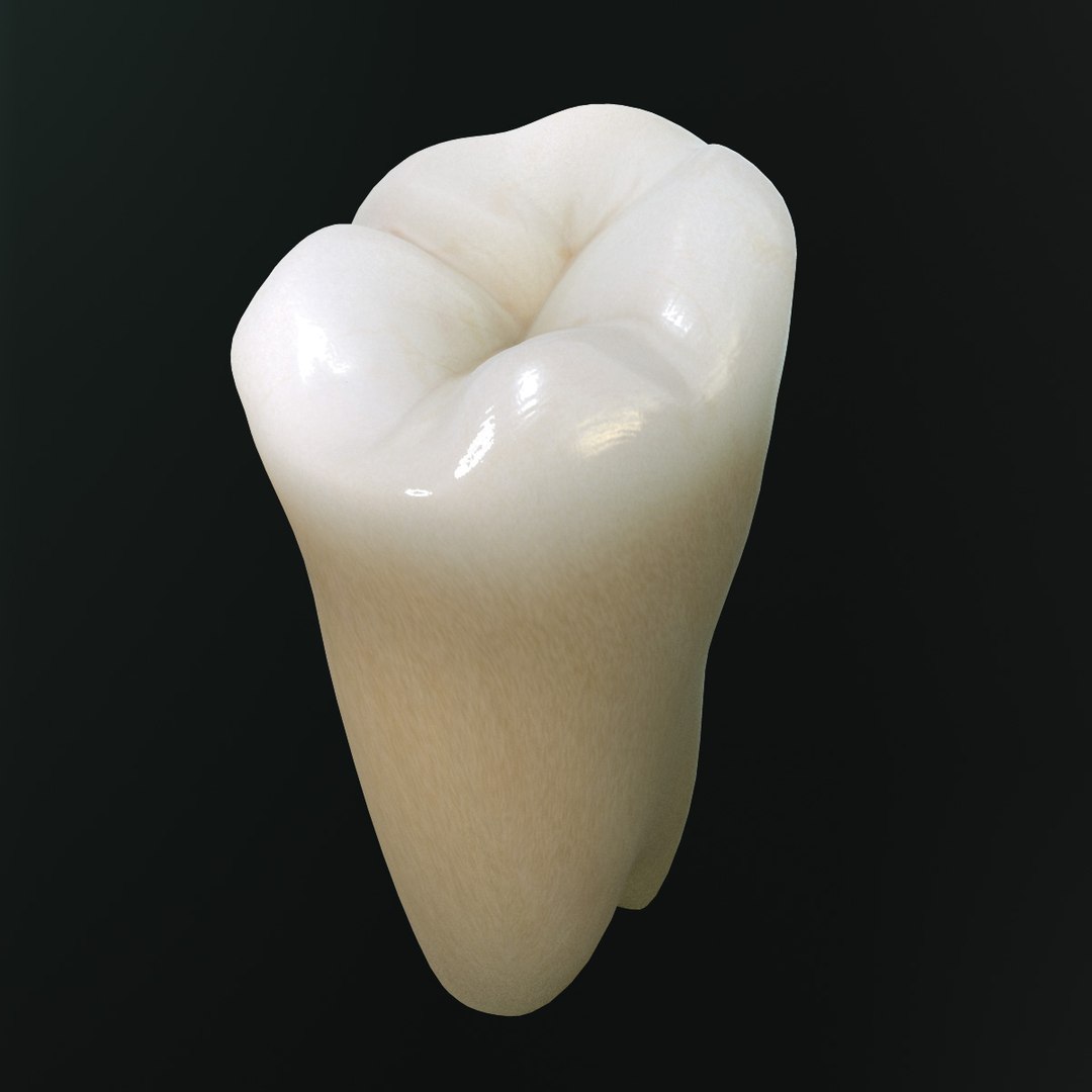 Tooth Lower Molar Wisdom 3d Model