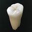 Tooth Lower Molar Wisdom 3d Model
