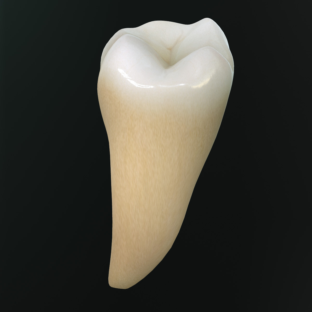 tooth lower molar wisdom 3d model