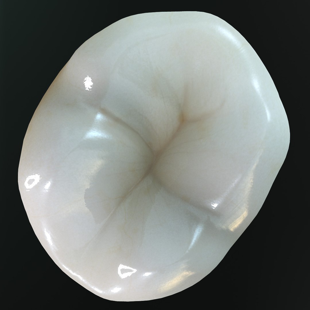 Tooth Lower Molar Wisdom 3d Model