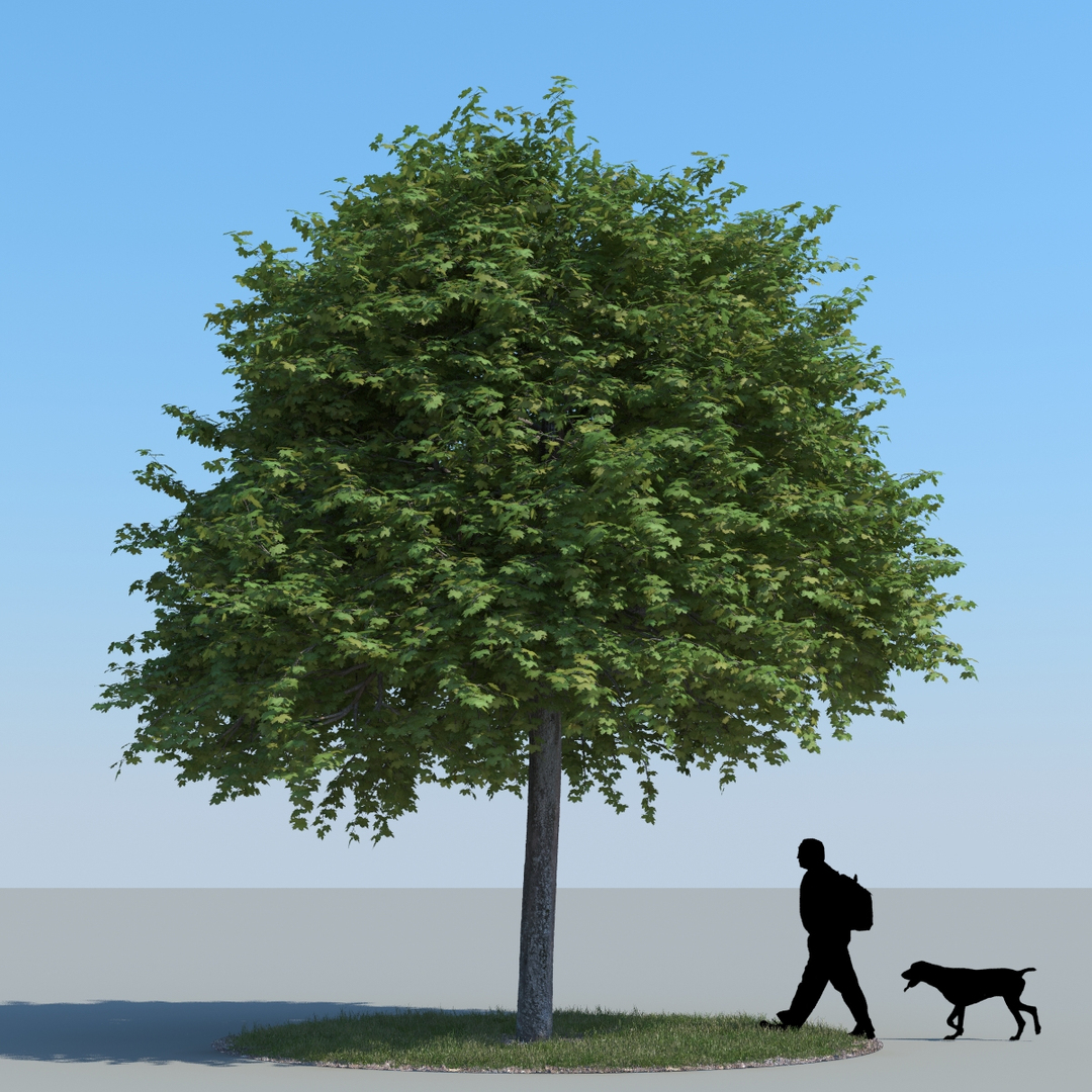 3d model maple trees